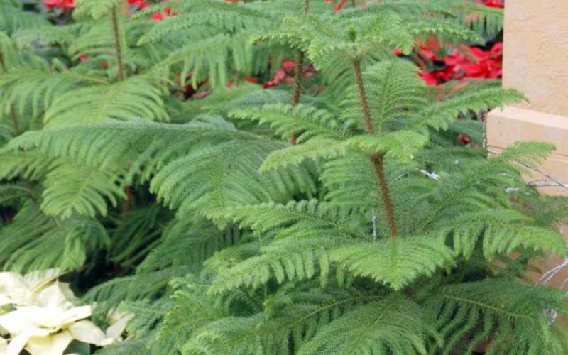 Three Indoor Trees for the Holidays | Lamb County Leader-News